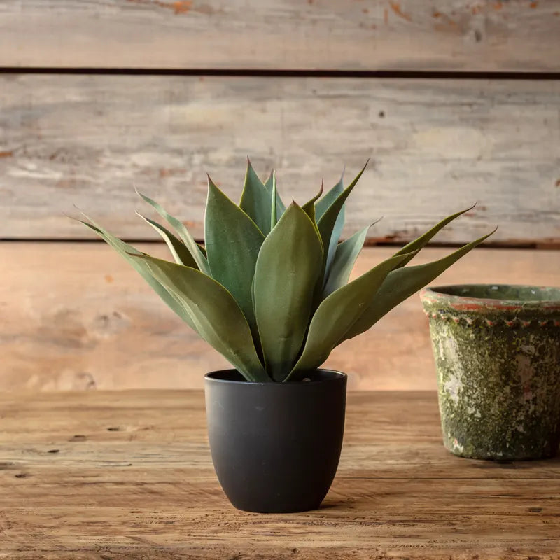 Potted Foxtail Agave Faux Plant – MStreetDecor